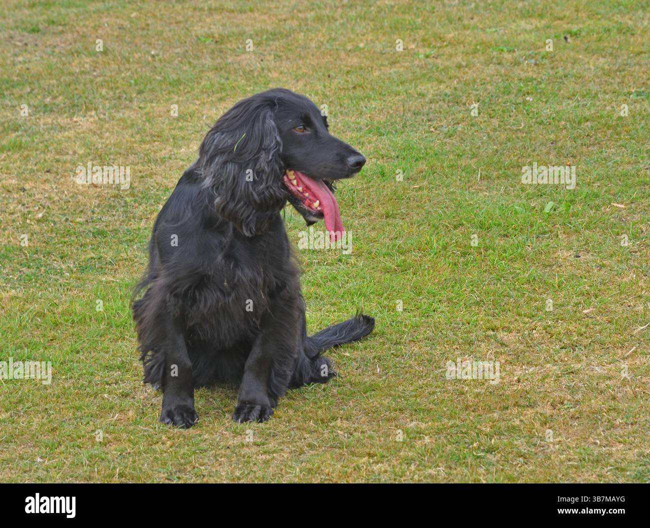 Black Cocker Spaniel dog sitting on grass Stock Photo - Alamy