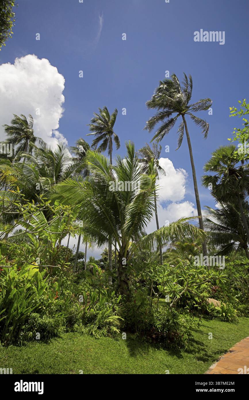 Tropical garden with coconut palm tree Stock Photo - Alamy