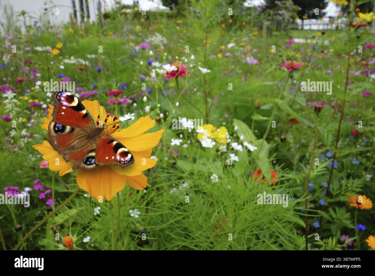 Summer fauna hi-res stock photography and images - Alamy