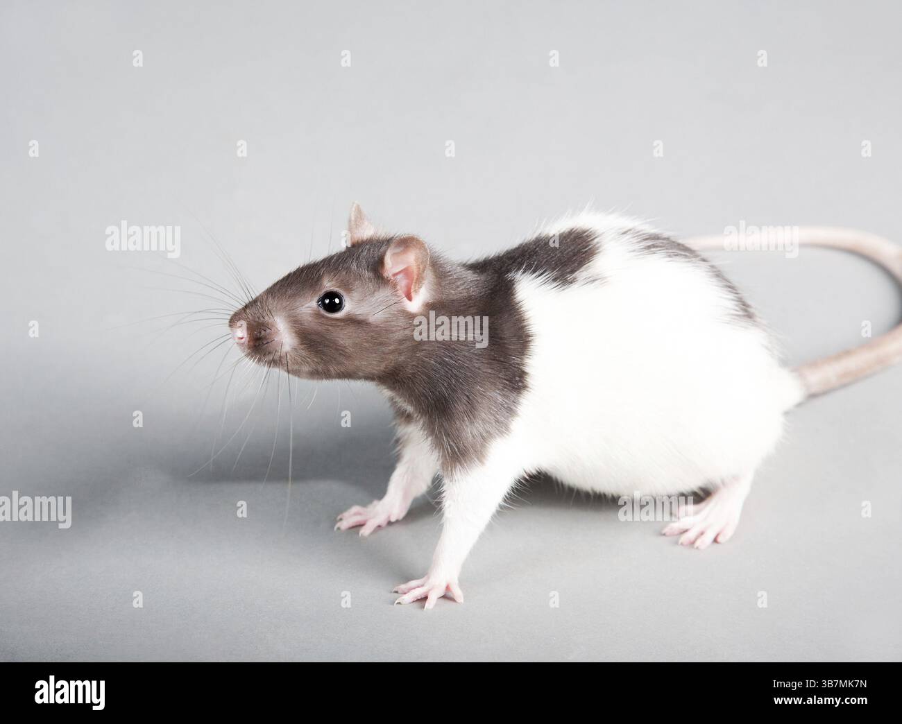 Brattleboro laboratory rat isolated on grey background Stock Photo - Alamy