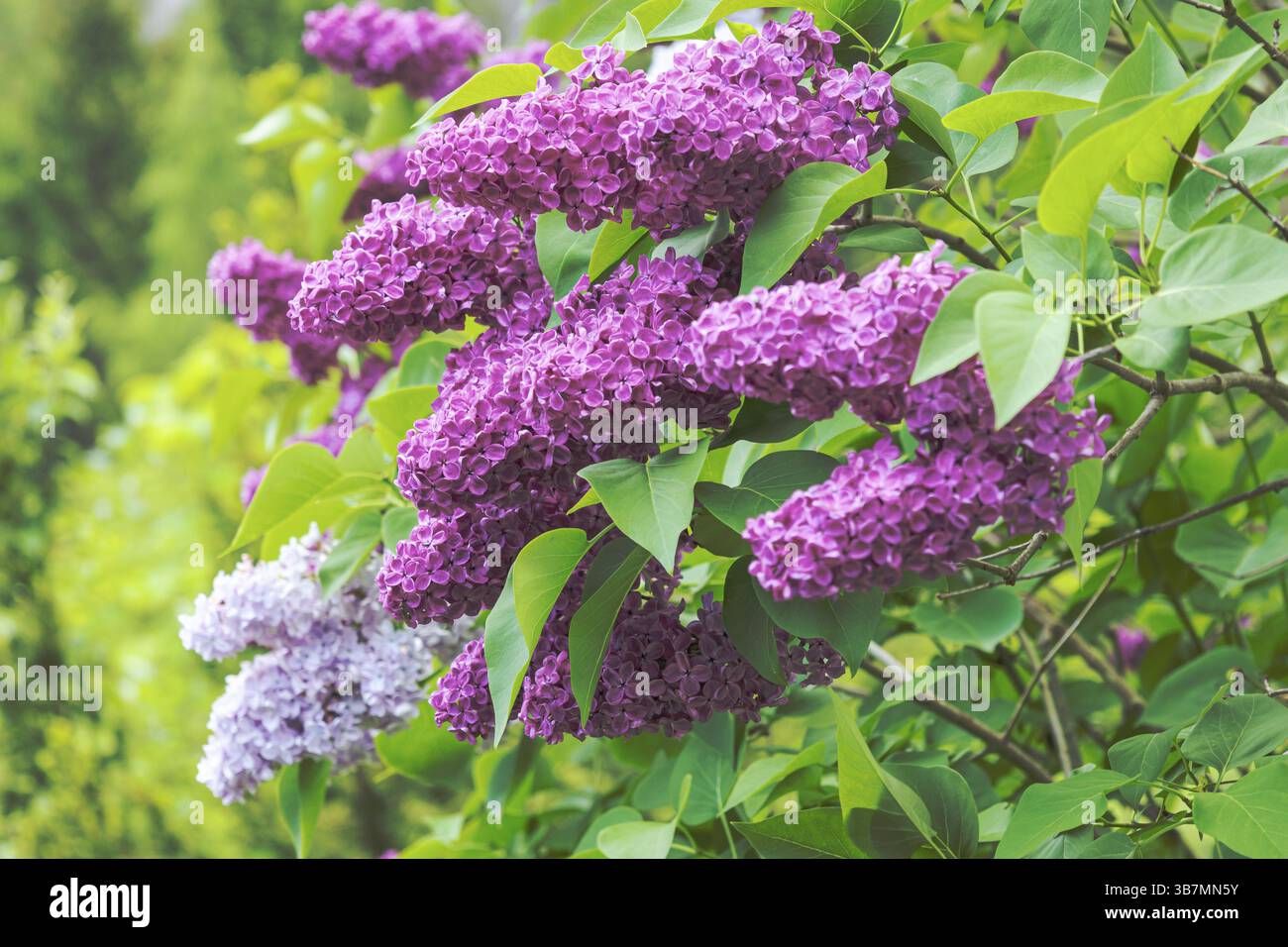 Blooming lilac bush in June Stock Photo - Alamy
