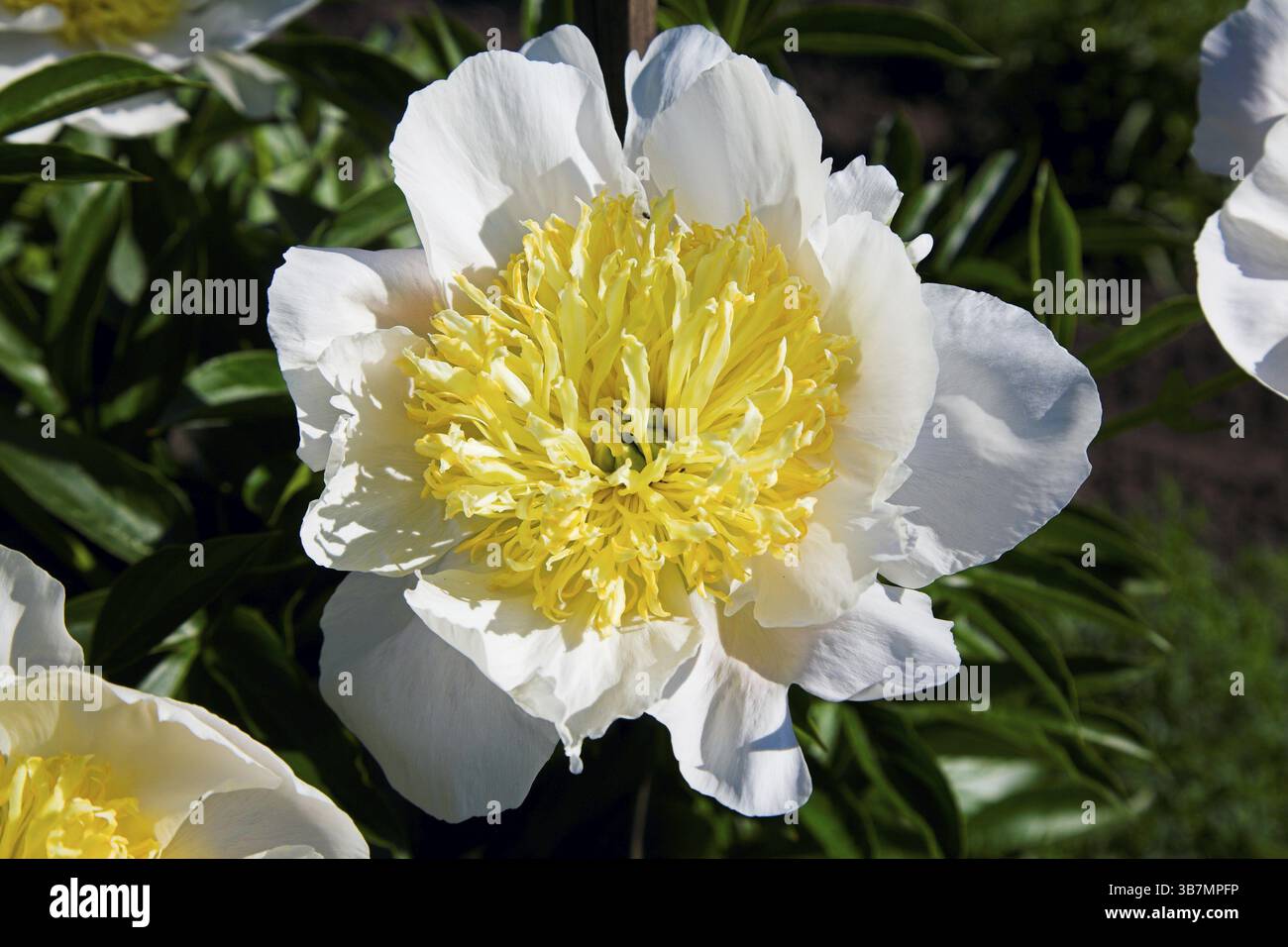 Outdoor photos of beautiful peony flowers Stock Photo - Alamy
