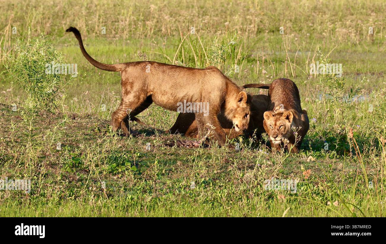 Swamp Cats: Okavango Delta Lion Pride Stock Photo - Alamy