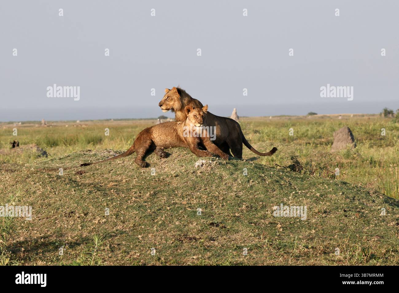 Swamp Cats: Okavango Delta Lion Pride Stock Photo - Alamy