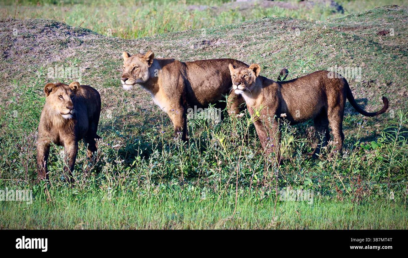Swamp Cats: Okavango Delta Lion Pride Stock Photo - Alamy