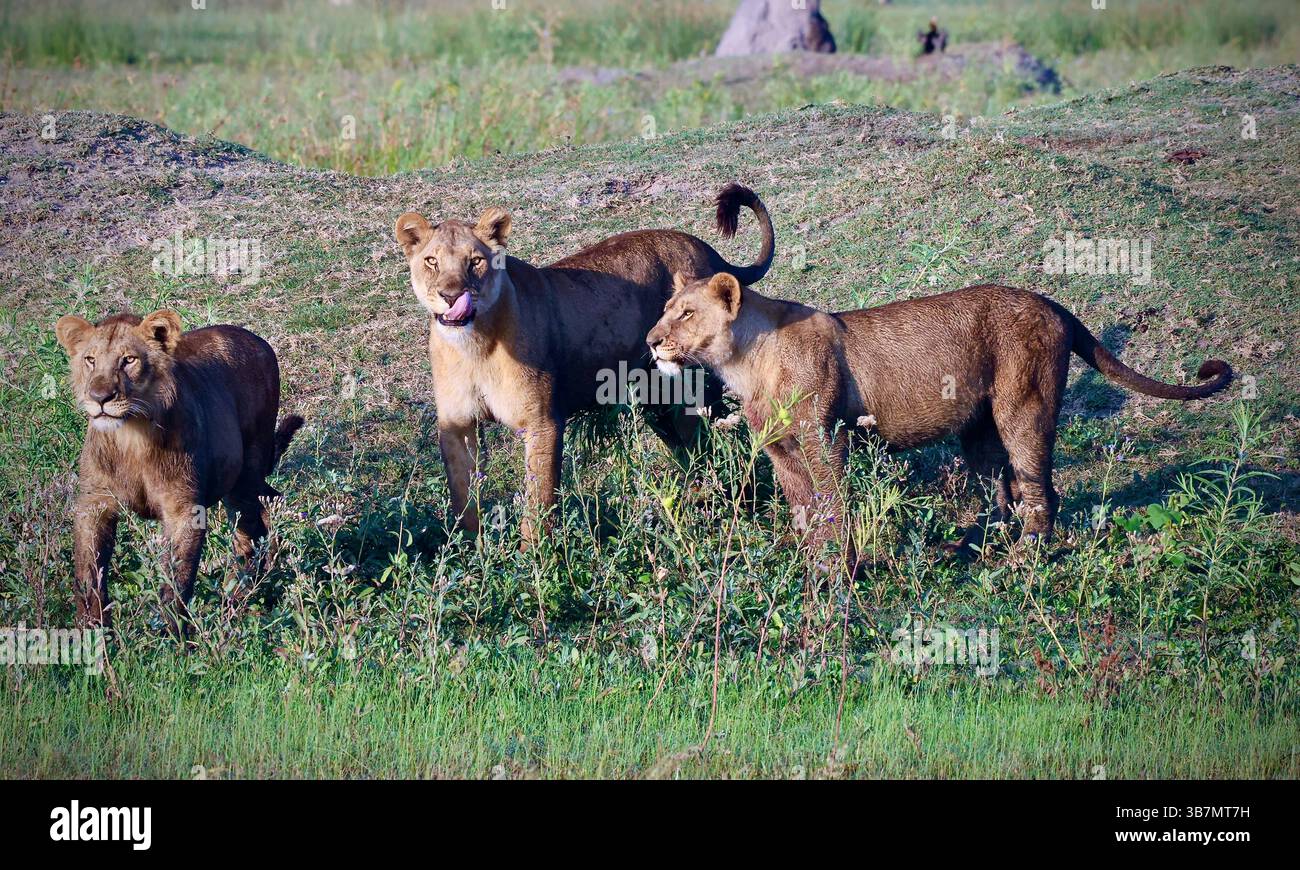 Swamp Cats: Okavango Delta Lion Pride Stock Photo - Alamy