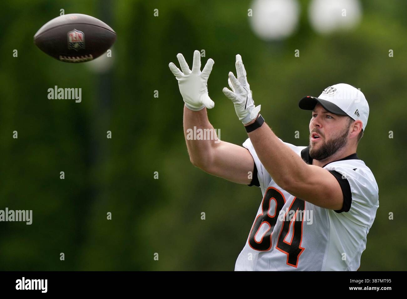 Cincinnati Bengals tight end Tanner McLachlan catches a pass during NFL ...