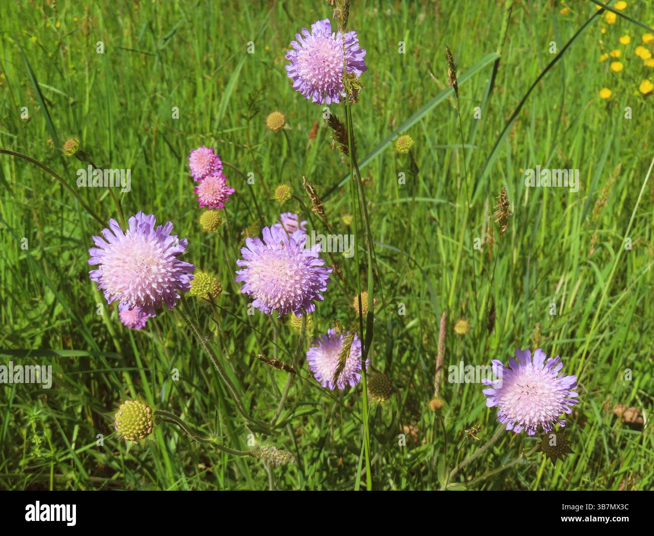 verbreitete Wiesenblume im Fruehling... Witwenblume Blueten *** common ...