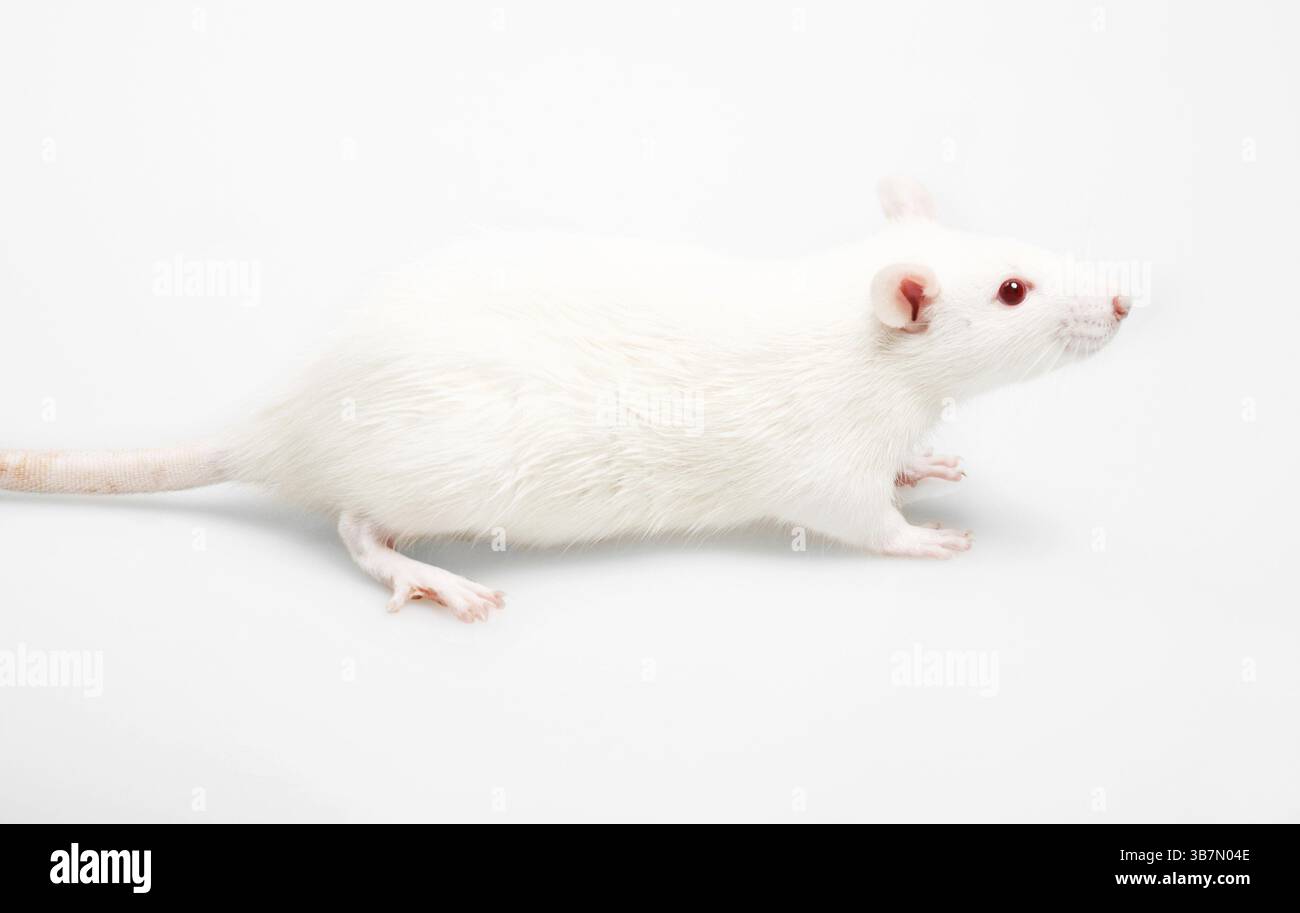 White laboratory rat isolated on white background Stock Photo - Alamy