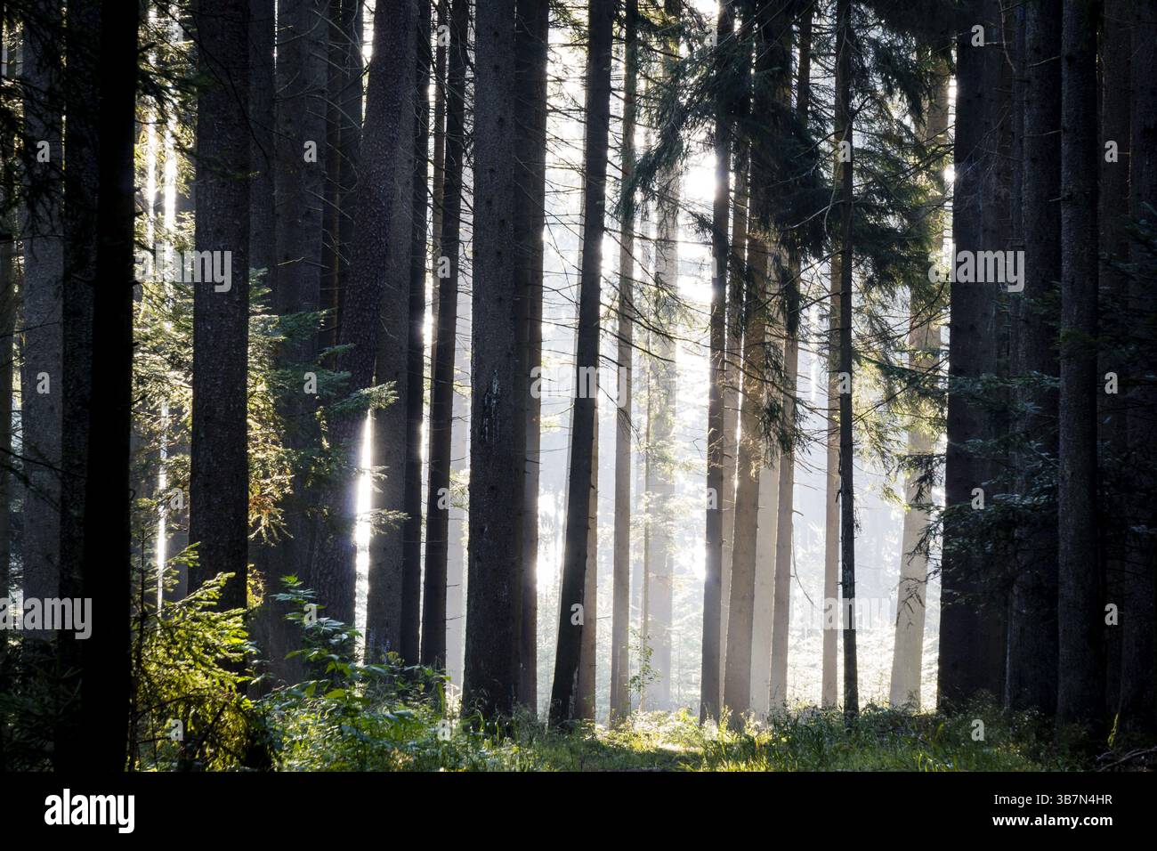 Interior de un bosque de abetos, Abies alba, Baden-Wurtemberg, distrito ...
