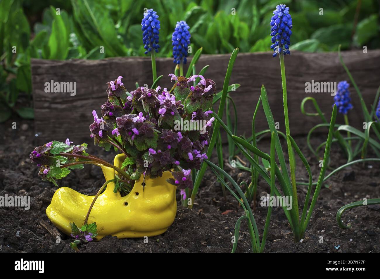 Decorative shoe with spring wildflowers in the spring Stock Photo - Alamy