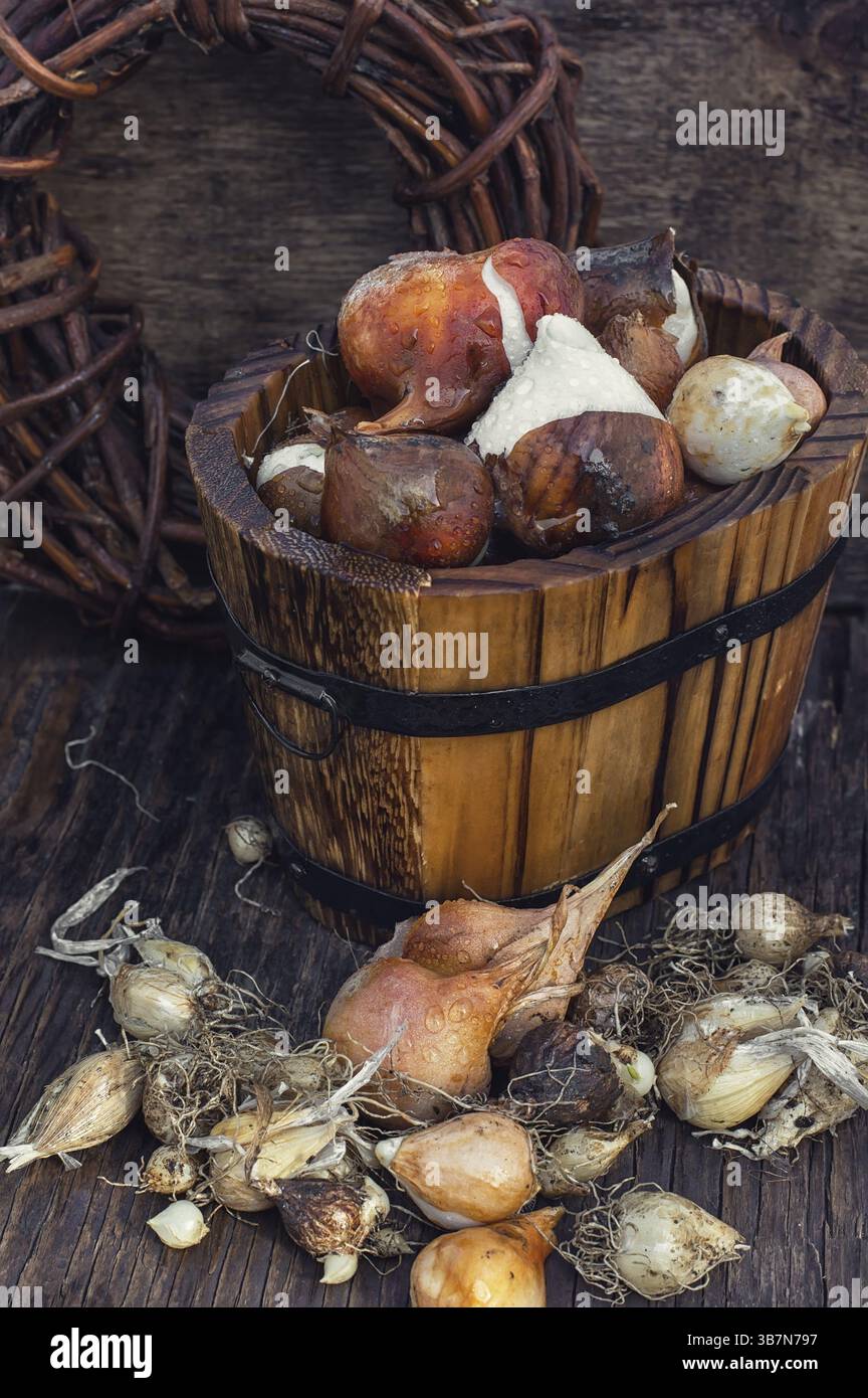 The bulbs of different plants and flowers in wooden tub Stock Photo - Alamy