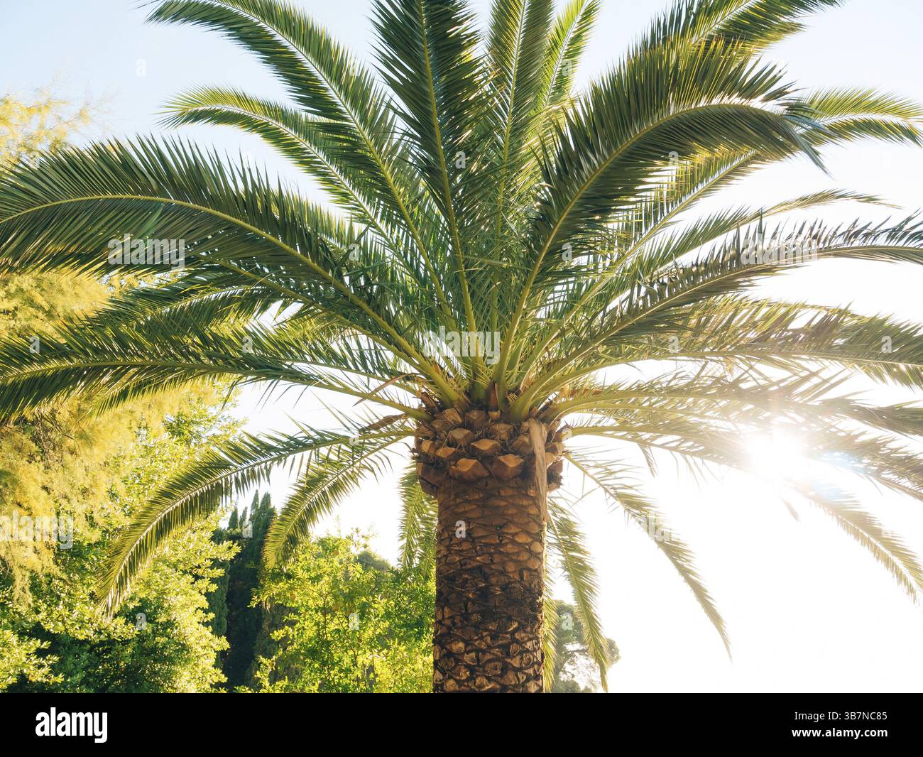 A branch of a palm tree close-up. Date tree in Montenegro Stock Photo ...