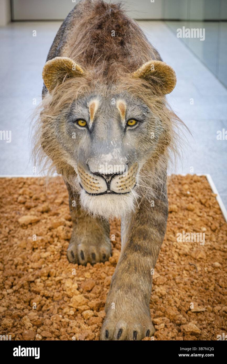 Cave lion, Pantera Spelaea, Museo de la evolucion humana, MEH, Burgos ...