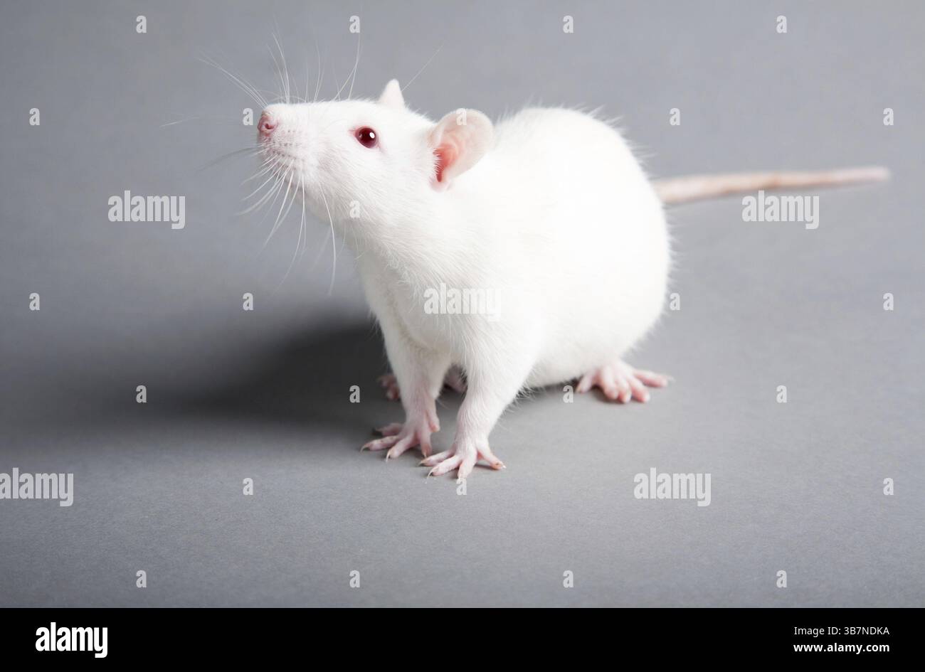 White laboratory rat isolated on grey background Stock Photo - Alamy