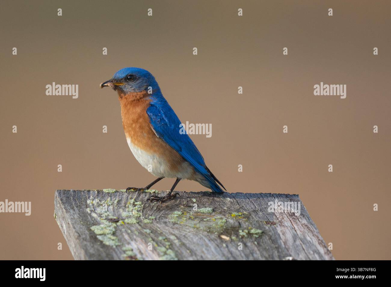 Close up eastern box hi-res stock photography and images - Alamy