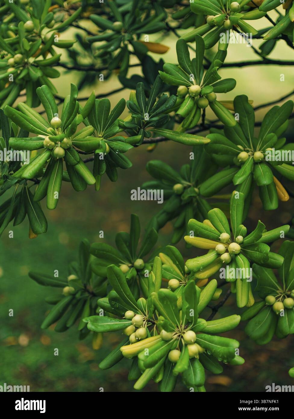 Shrubs and trees Pittosporum in Montenegro. Landscaping design of the ...