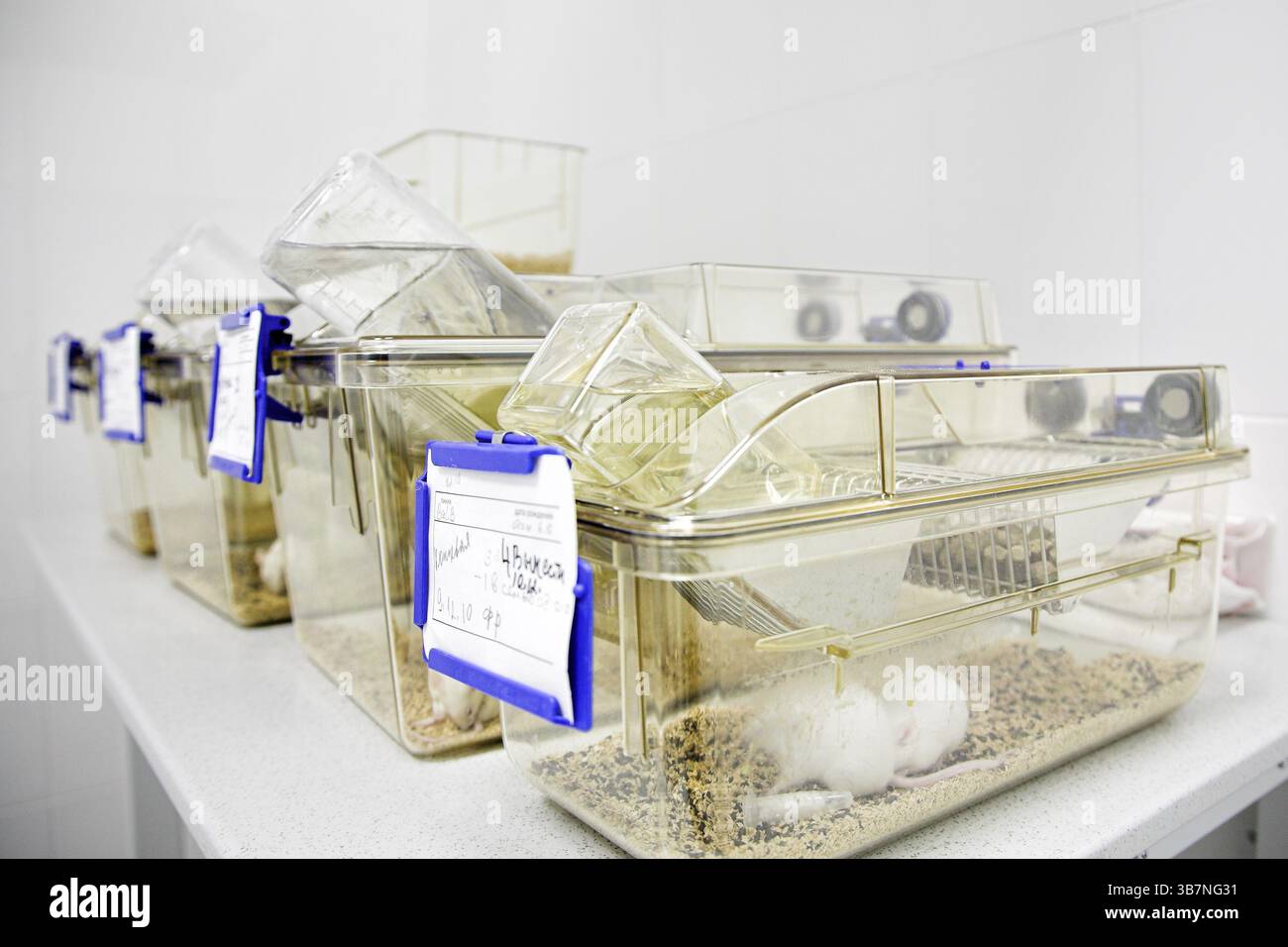 Cages with white mouse in the biology laboratory Stock Photo - Alamy