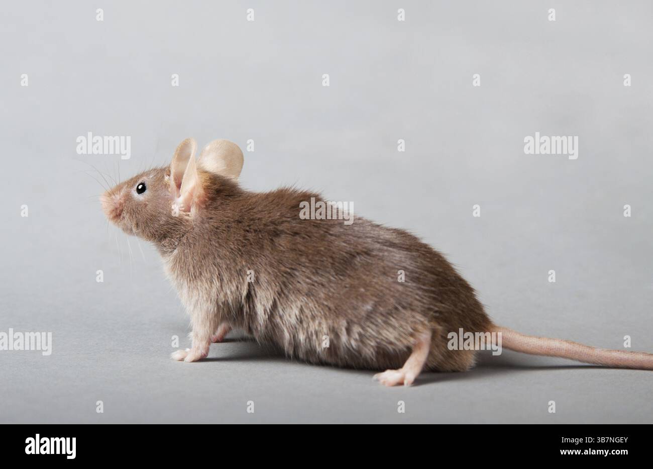 Brown laboratory mouse isolated on grey background Stock Photo - Alamy
