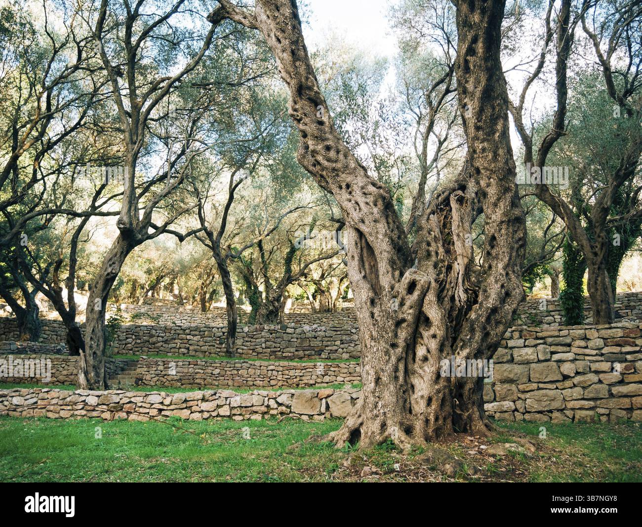 Olive Tree. Olive groves and gardens in Montenegro Stock Photo - Alamy