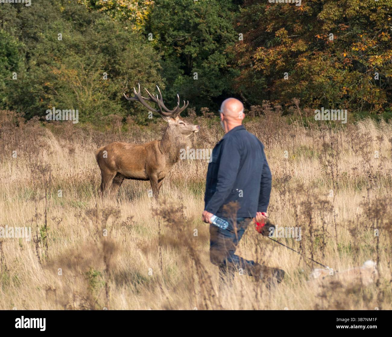 A dog walker passing a large male stag red deer in Richmond Park ...