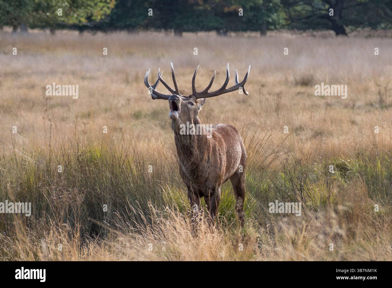 A large male stag red deer roaring during rutting season in Richmond ...