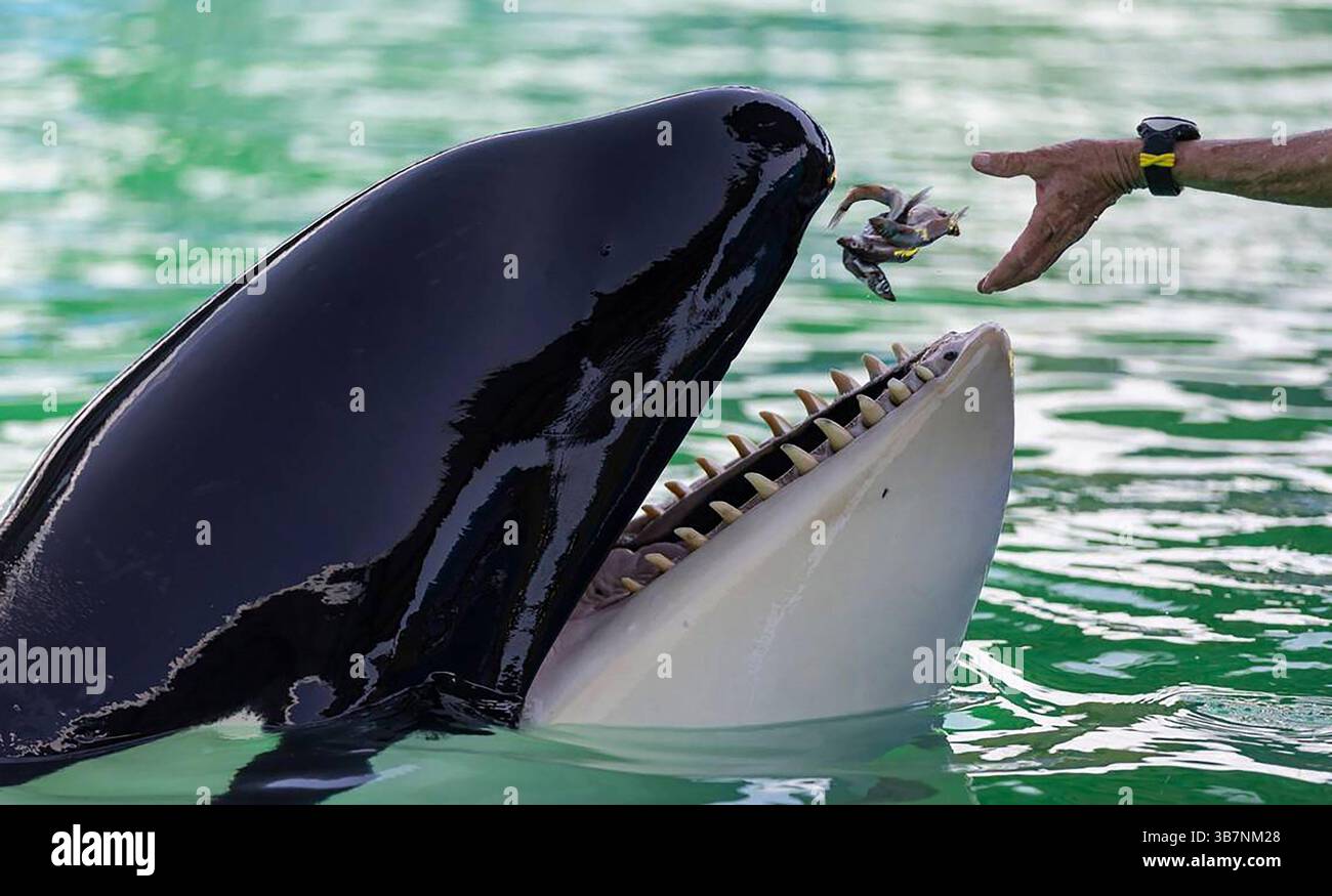 Beloved orca at miami seaquarium hi-res stock photography and images ...