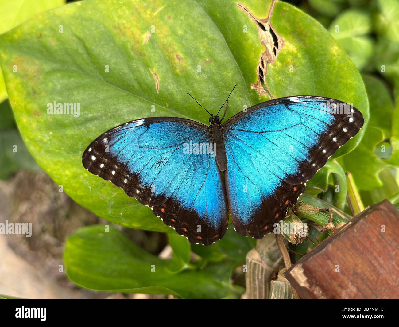 Vibrant blue butterfly The Menelaus blue morpho (Morpho menelaus) with ...