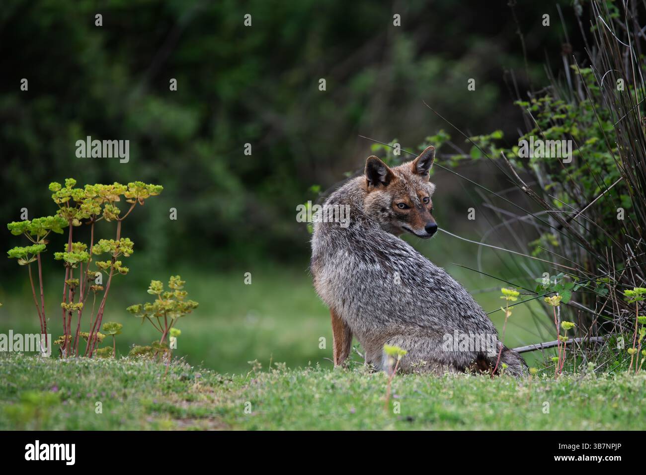 Cute Jackal posiong Stock Photo - Alamy