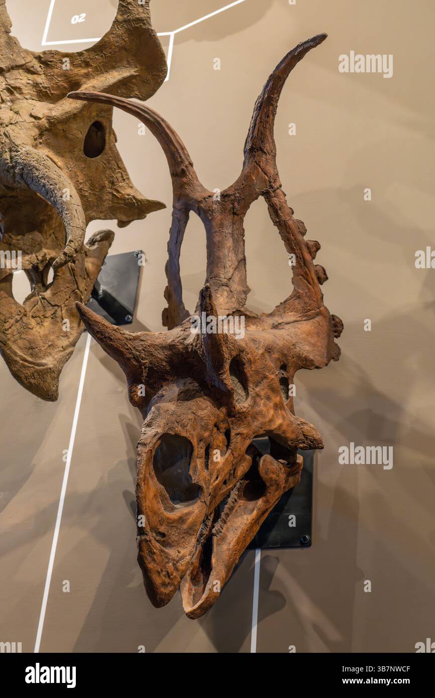 Diabloceratops horns hi-res stock photography and images - Alamy