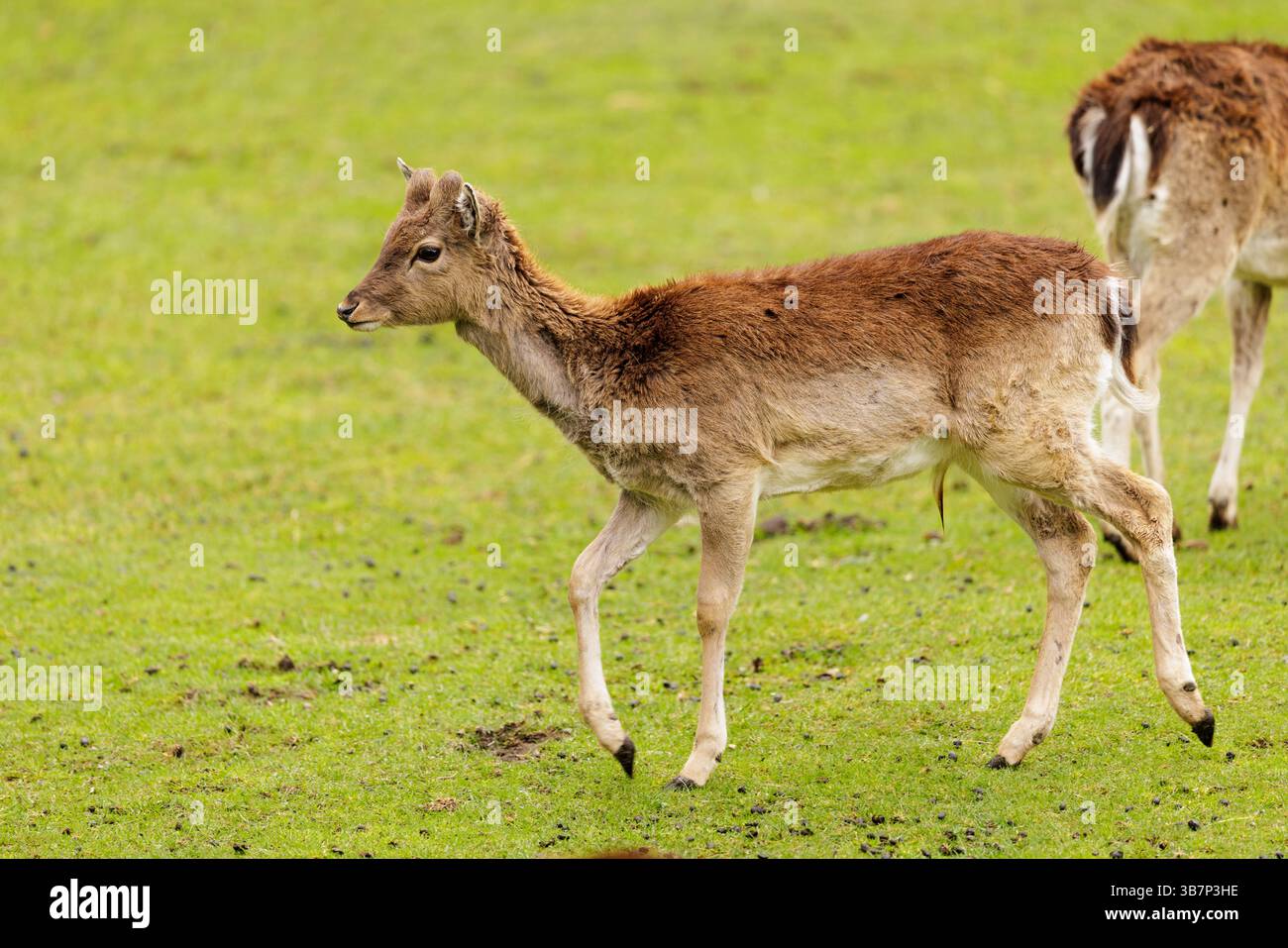 Tierwelt, Dammhirsch 2025-04-26, AUT, Ferleiten: Dammwild in einem ...