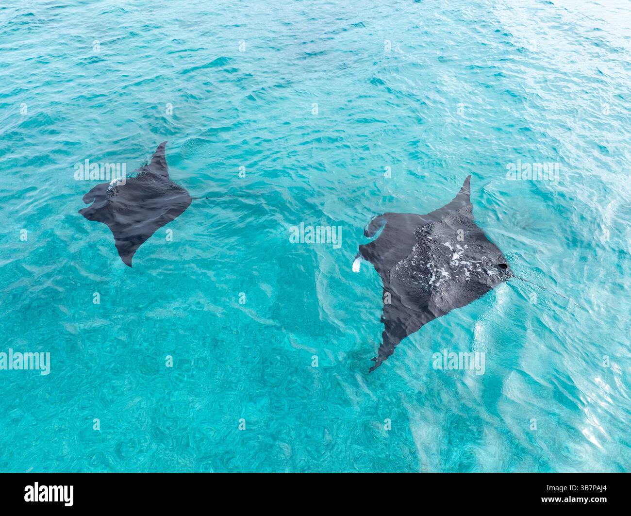 Reef manta rays, Mobula alfredi, swim in shallow water, feeding on ...