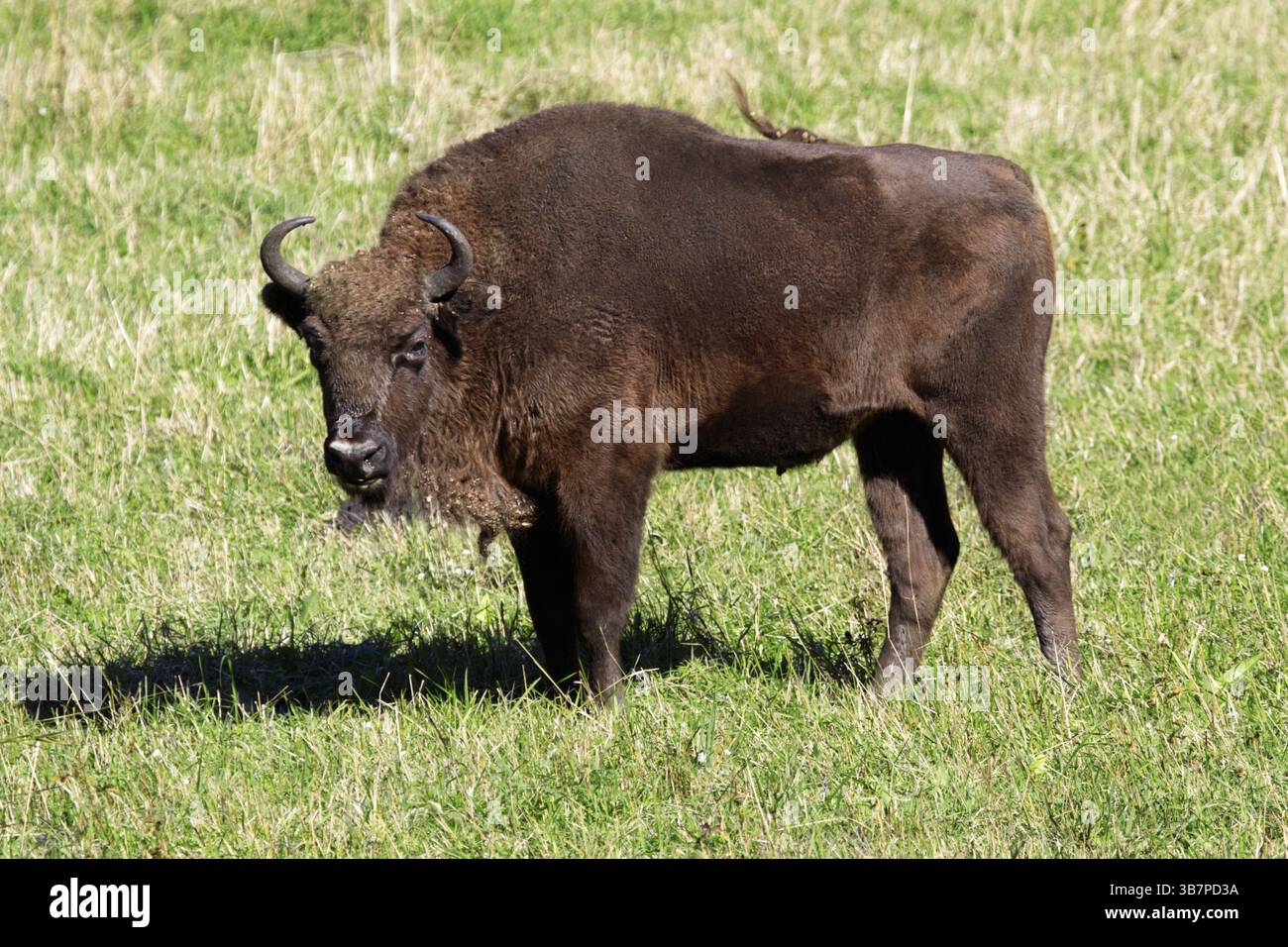 American bisons on field hi-res stock photography and images - Alamy