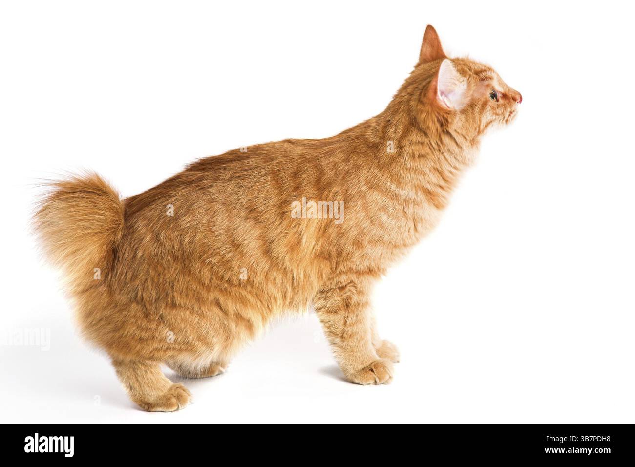 Red bobtail isolated on white Stock Photo - Alamy