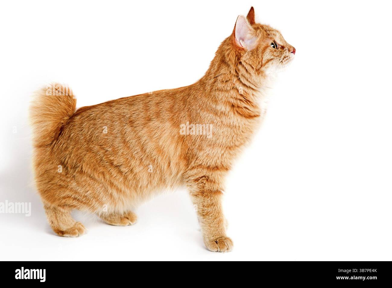 Red bobtail isolated on white Stock Photo - Alamy