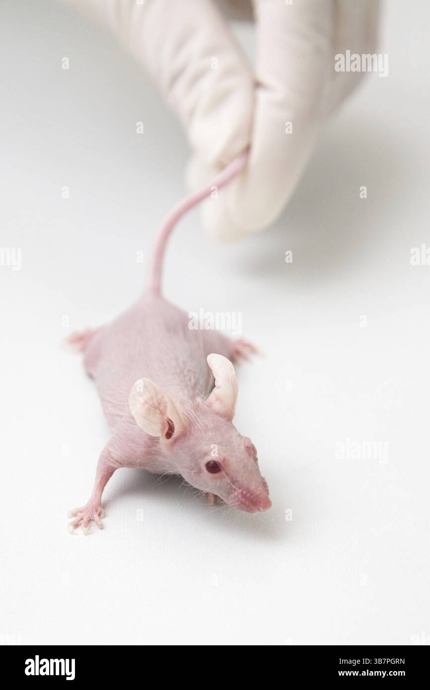 Gloved hand holding mouse hi-res stock photography and images - Alamy