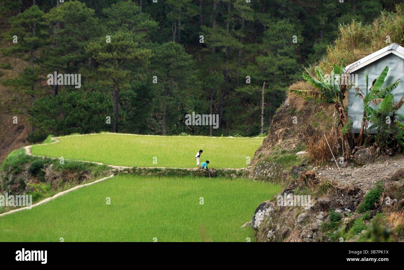 Philippine Rice Farm Stock Photo - Alamy