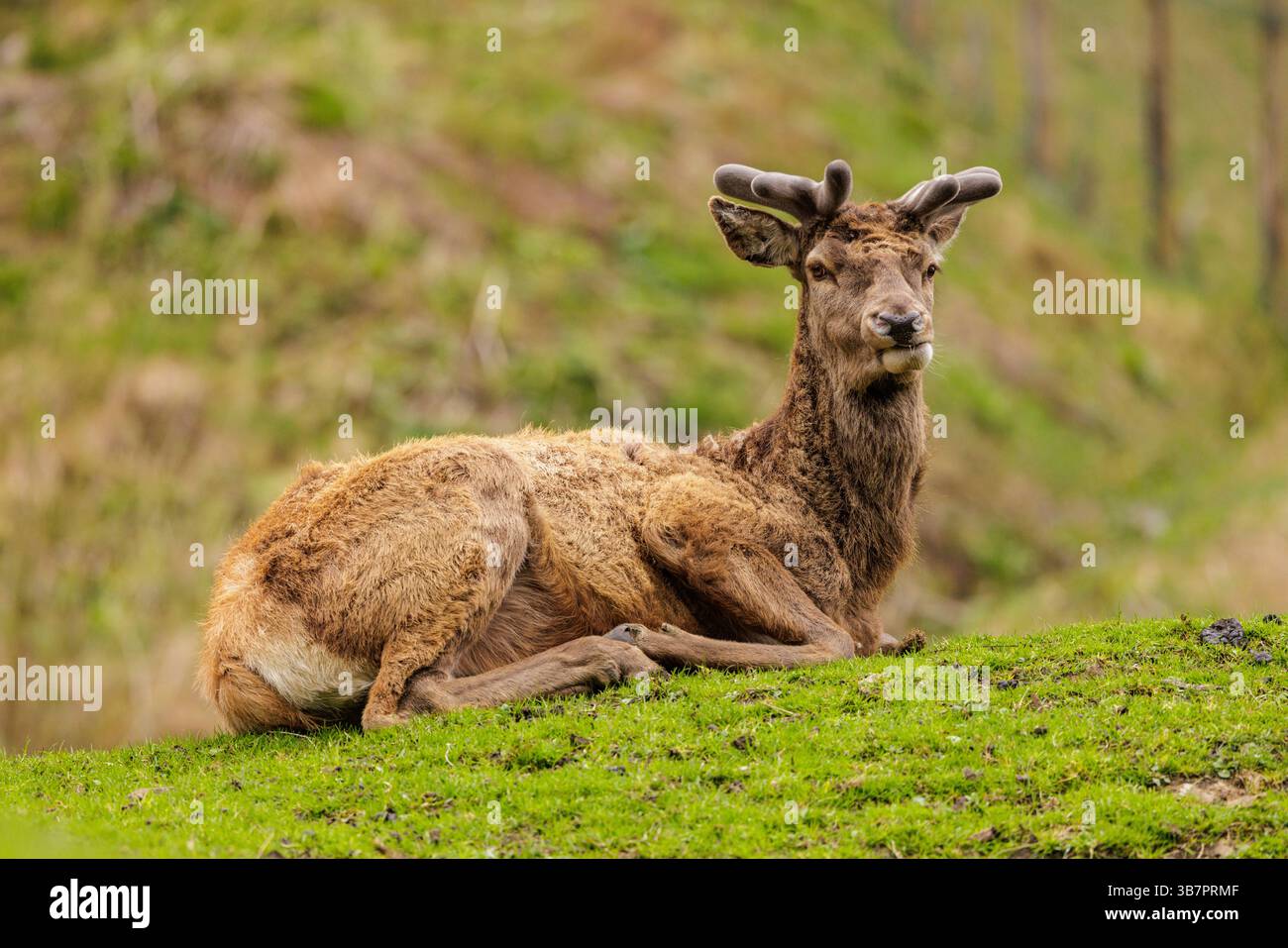 Tierwelt, Rotwild 2025-04-26, AUT, Ferleiten: Rotwild in einem ...