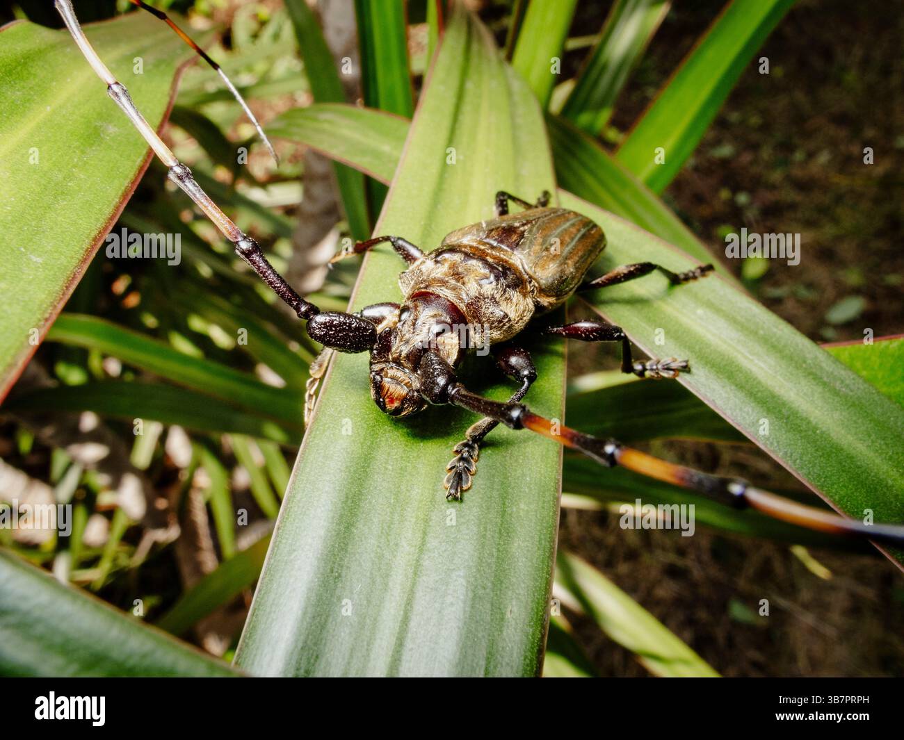 May 19, 2024, Asuncion, Paraguay: A longhorn beetle (Retrachydes ...
