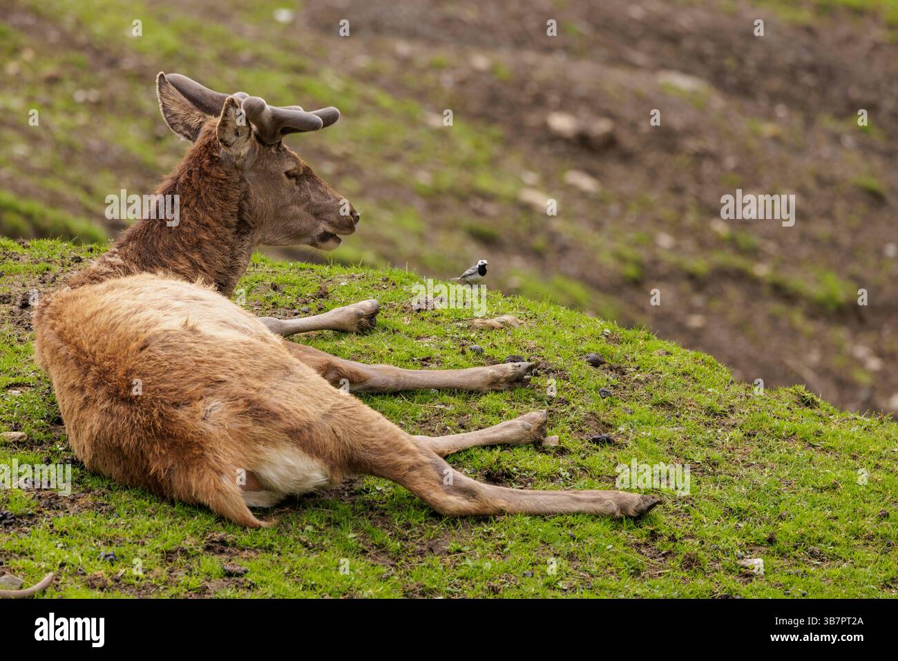Tierwelt, Rotwild 2025-04-26, AUT, Ferleiten: Rotwild in einem ...