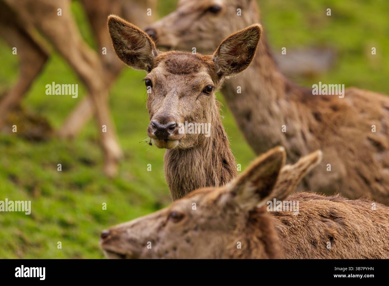 Tierwelt, Rotwild 2025-04-26, AUT, Ferleiten: Rotwild in einem ...