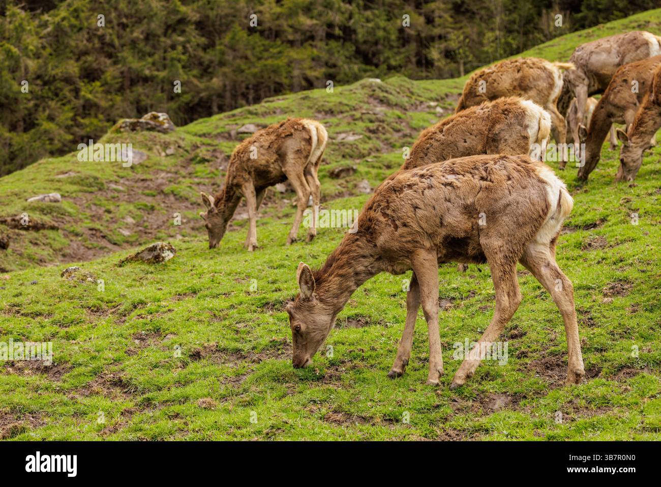 Tierwelt, Rotwild 2025-04-26, AUT, Ferleiten: Rotwild in einem ...