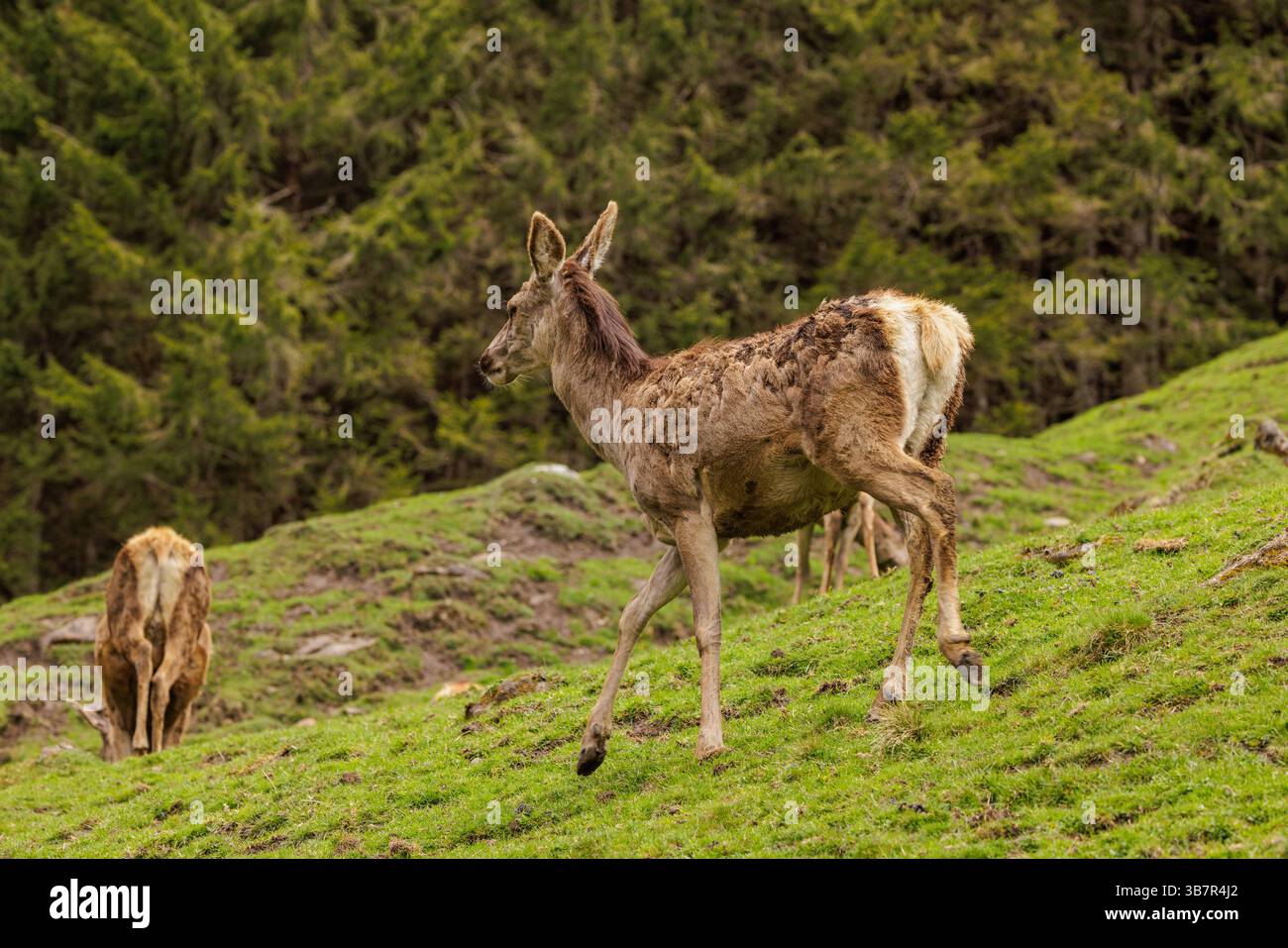 Tierwelt, Rotwild 2025-04-26, AUT, Ferleiten: Rotwild in einem ...