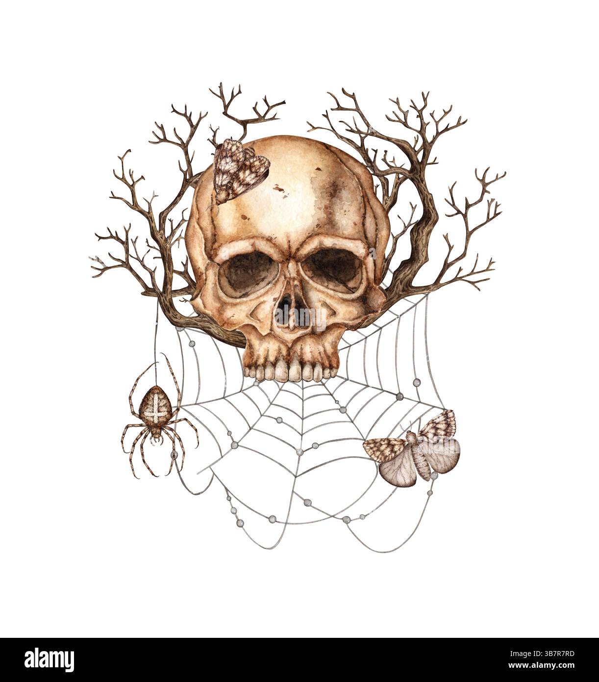 Skull face with dried flowers and branches, cobweb, spider and ...