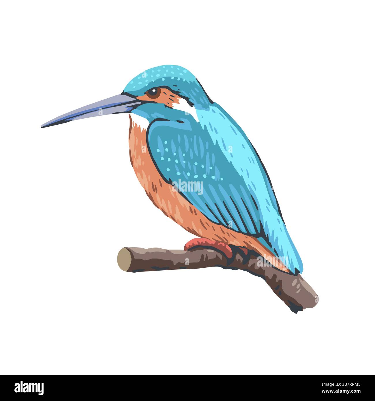 Kingfisher sitting on a branch isolated on white background. Colorful ...
