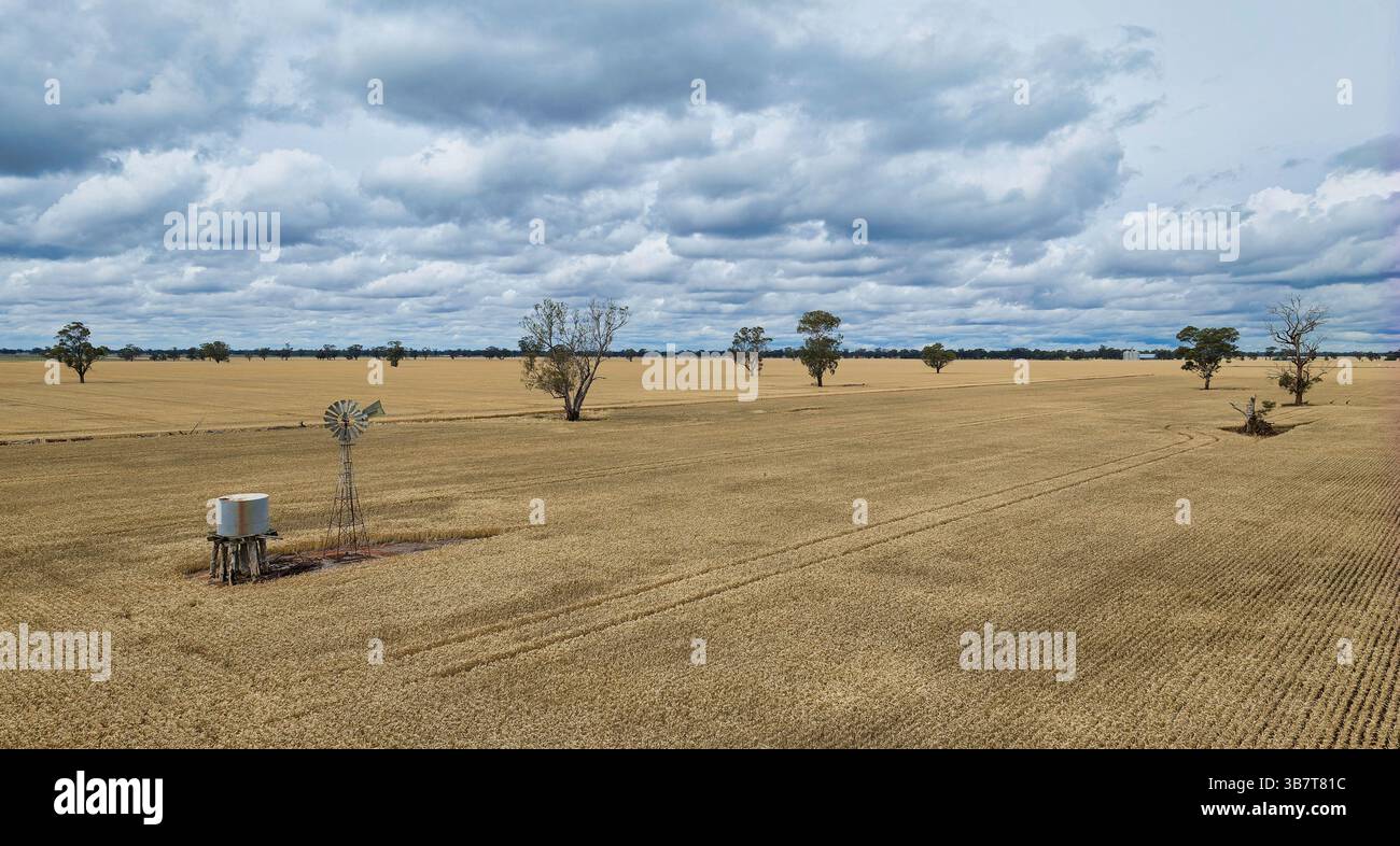 Wheat paddock featuring an iconic windmill and an old water tank Stock ...