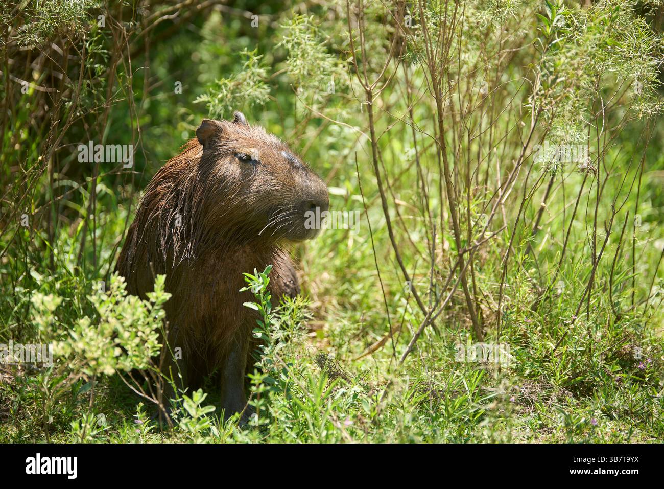 Male capybara, hydrochoerus hydrochaeris, largest living rodent, native ...
