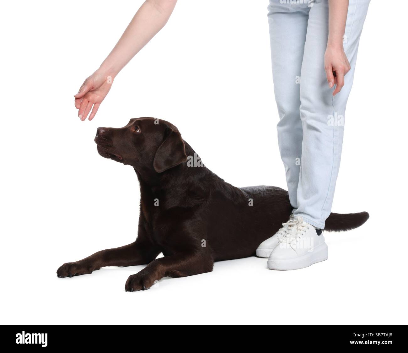 Woman training her dog on white background, closeup Stock Photo - Alamy
