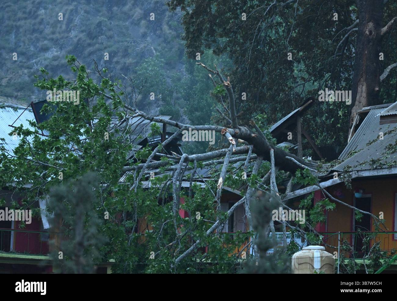 Pampore, Jammu And Kashmir, India. 7th May, 2025. A chinar tree branch ...