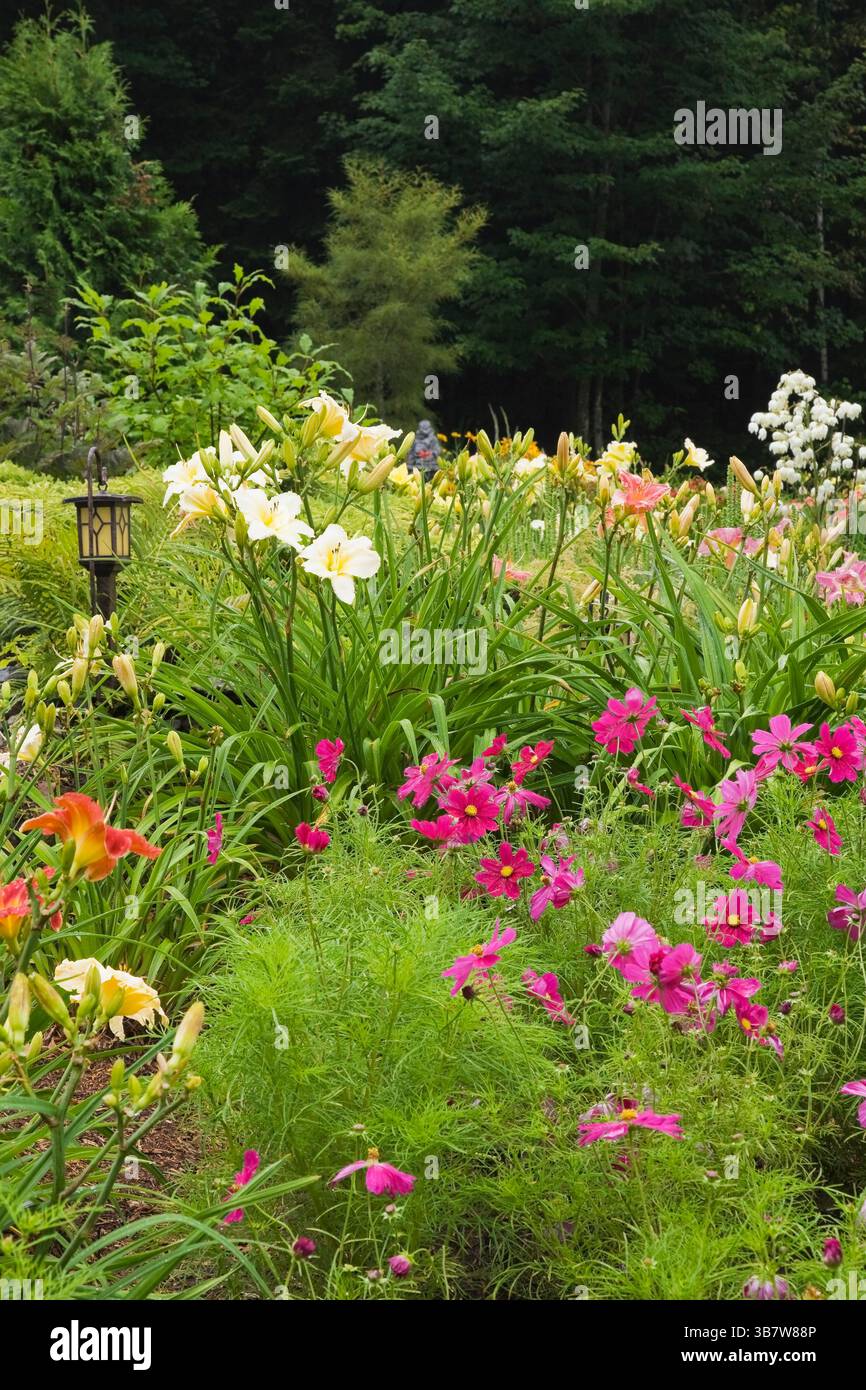 English style border with purple Cosmos and mixed coloured Hemerocallis ...